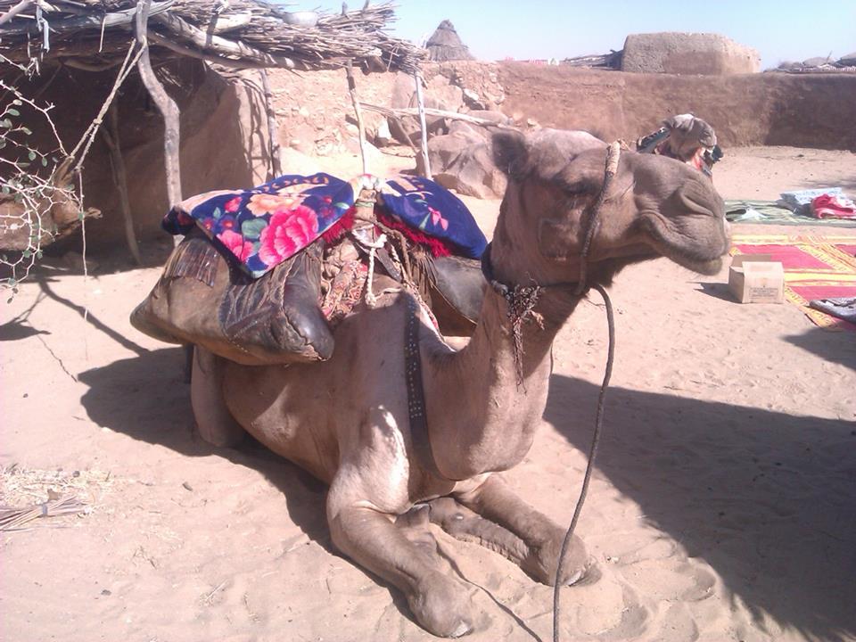 Our First-Ever Camel Mug Slogan Contest • MaineStreams